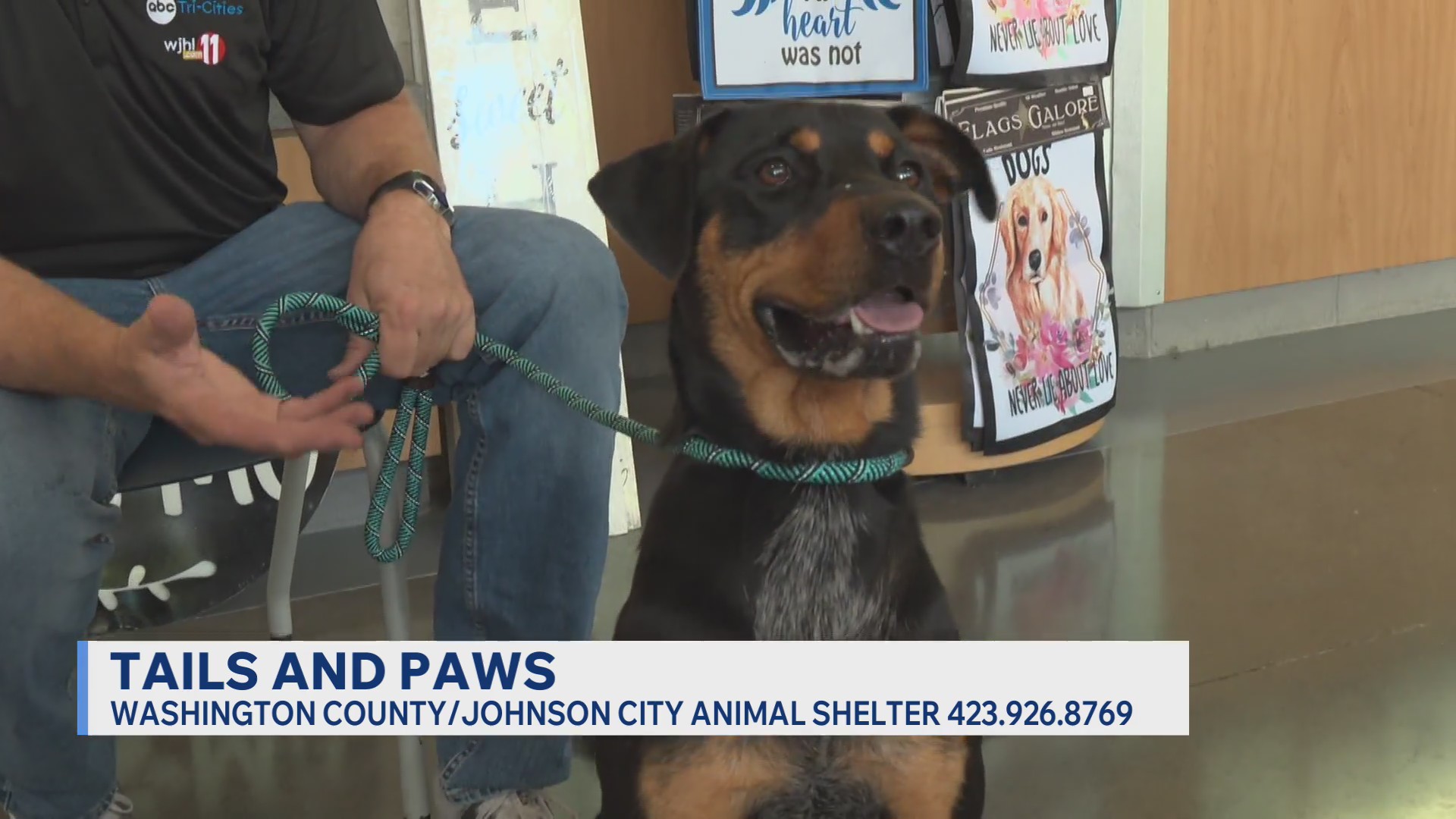 Ash, Buddy, and Milky Way need a home this weekend, Tails and Paws