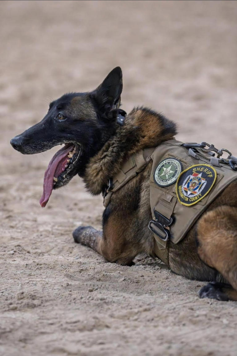 Washington County Sheriff’s K-9 passes from unexpected medical emergency
