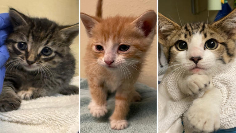 Pasadena Humane reduce a la mitad las tarifas de adopción de gatos y ...
