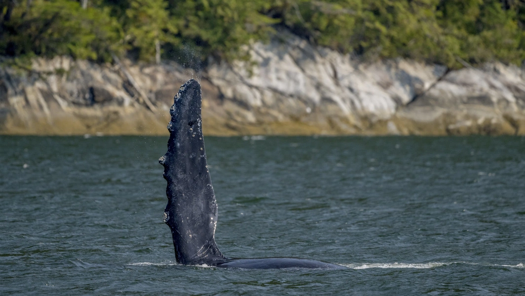 Rare juvenile North Pacific right whale spotted off BC coast