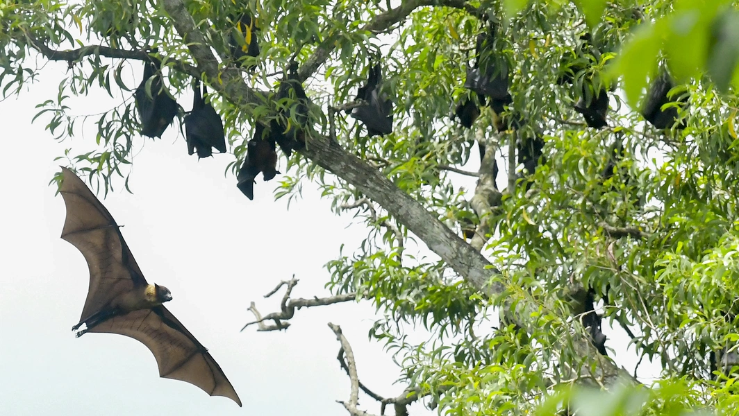 9 fascinating facts about bats and their conservation