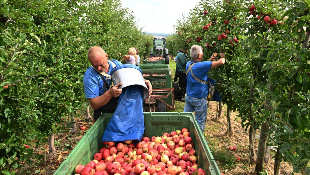 Growing and protecting healthy apple trees