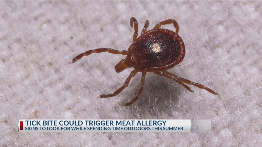 How to avoid a Lone Star tick bite this summer