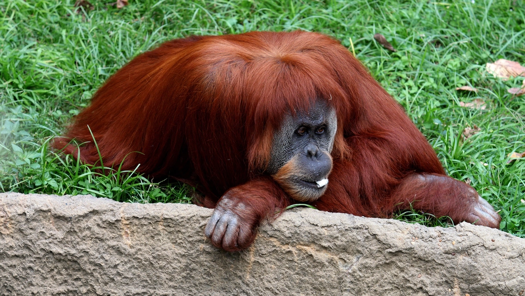 Ru the orangutan’s milestones at Memphis Zoo