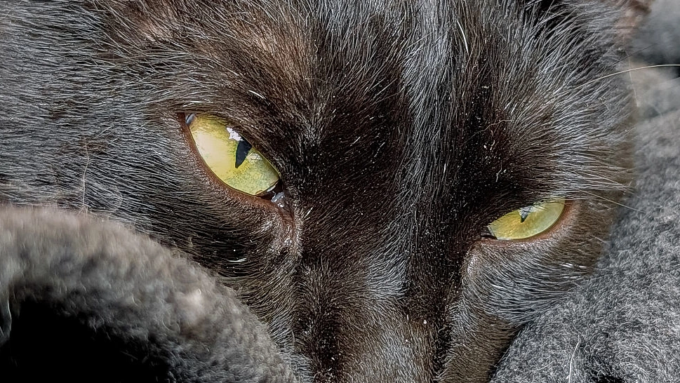 5 inspiring stories of senior cat adoptions