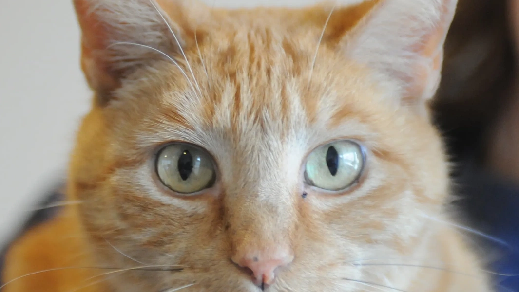 5 inspiring stories of senior cat adoptions