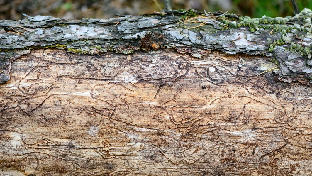 Turning fallen trees into firewood and lumber