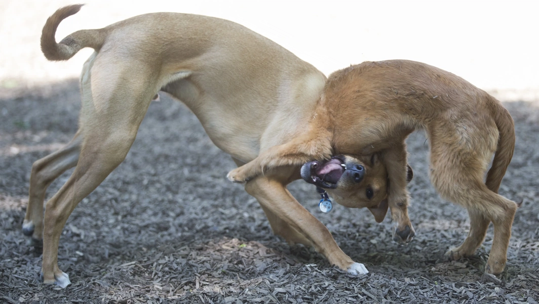 Dog club outlines training habits that undermine off-leash control