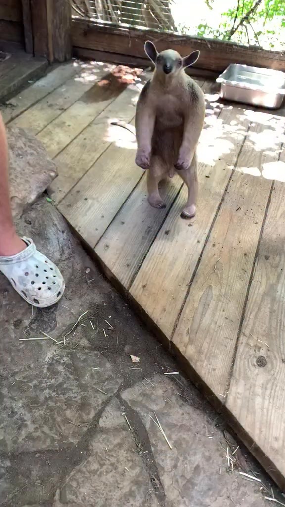 A friendly tamandua encounter