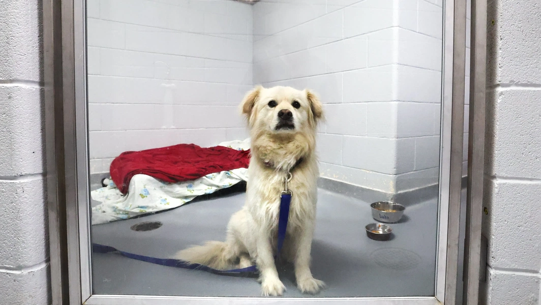 10 remarkable rescue dog transformations
