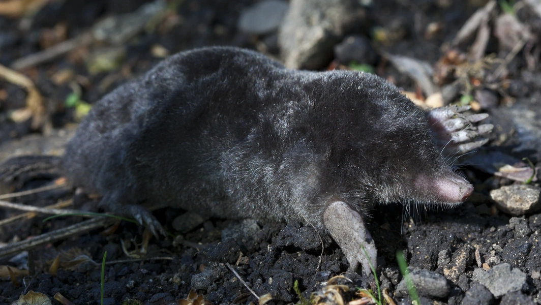 How to deter moles using vinegar