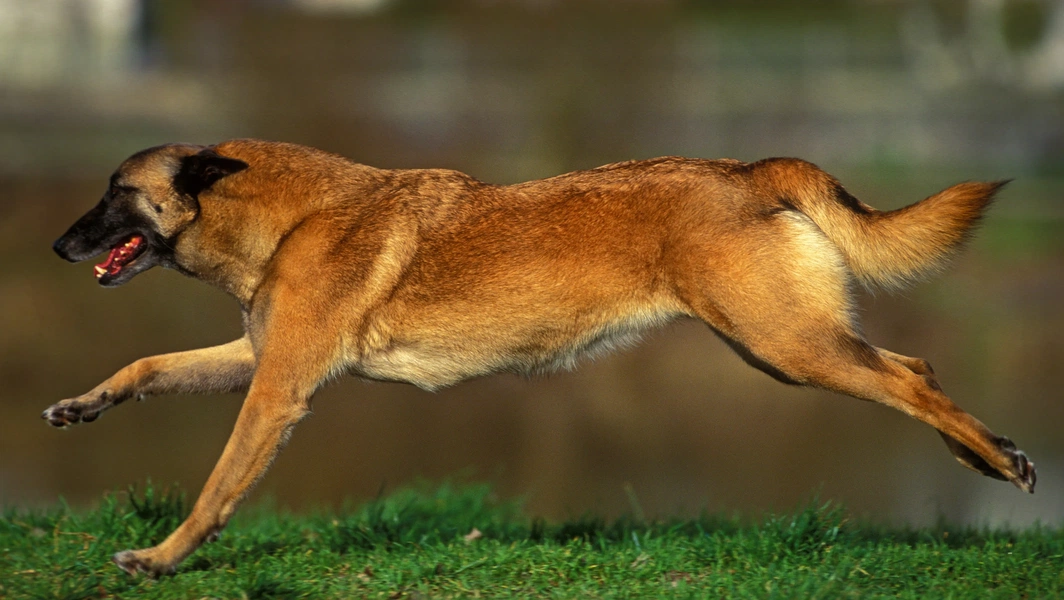 Living with a Belgian Malinois