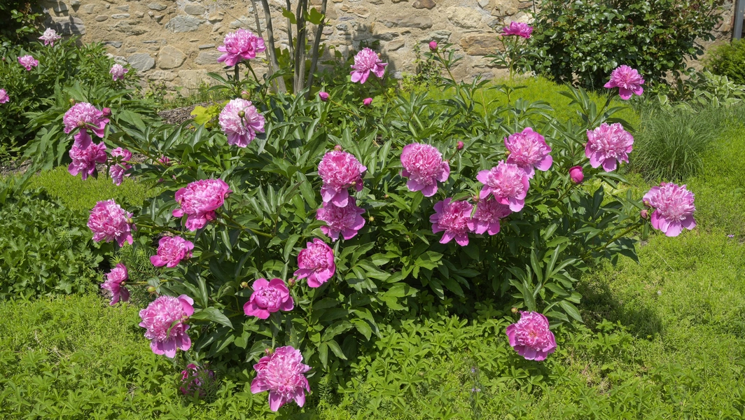 How to deadhead and care for peonies