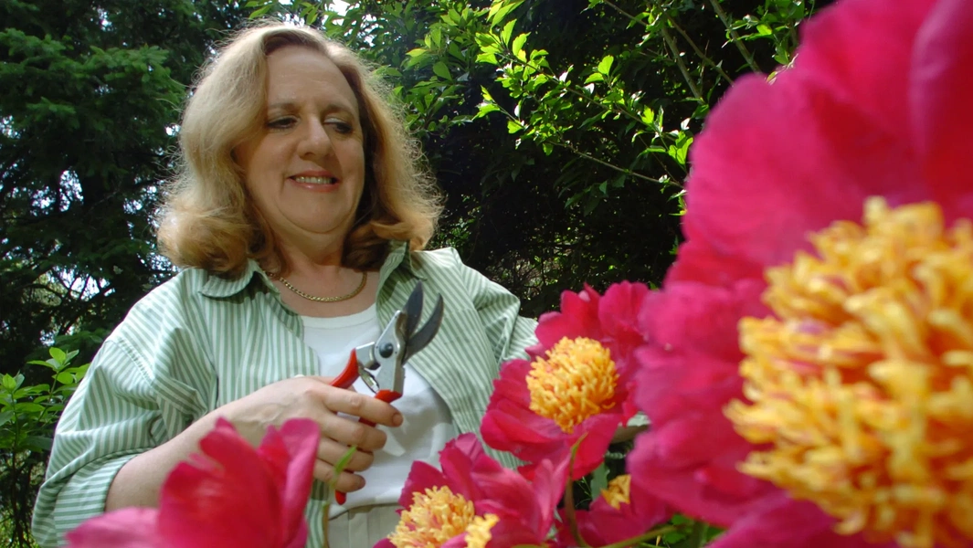 How to deadhead and care for peonies