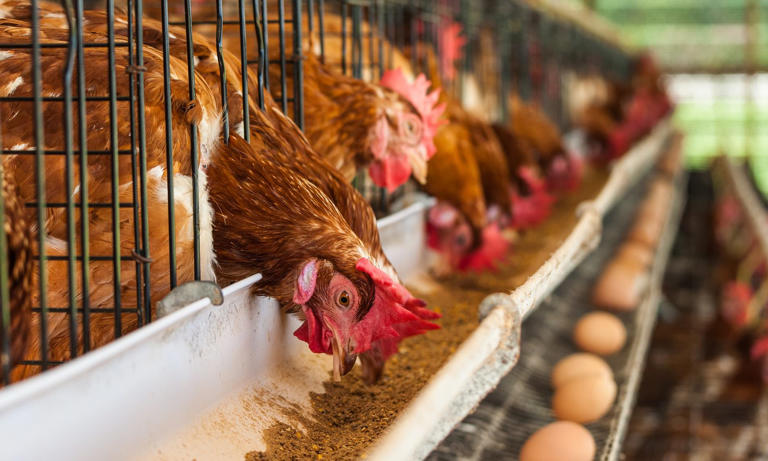 First case of deadly bird flu in Australia is confirmed