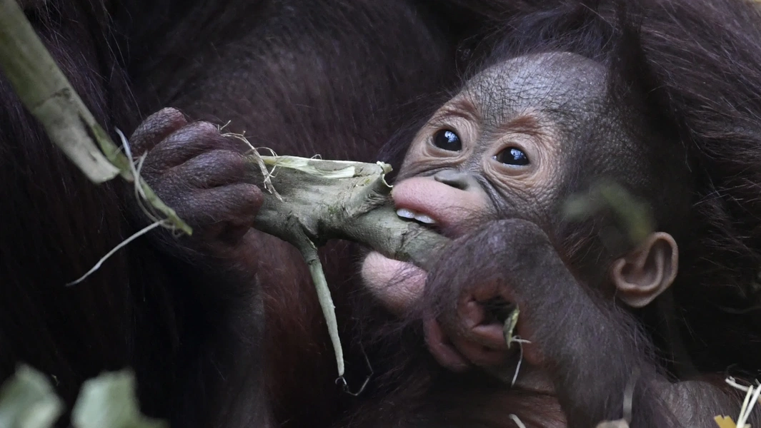 Ru the orangutan’s milestones at Memphis Zoo