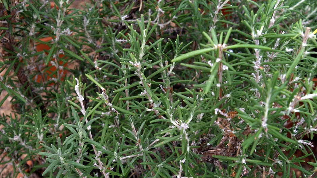 5 tick-repellent ground covers