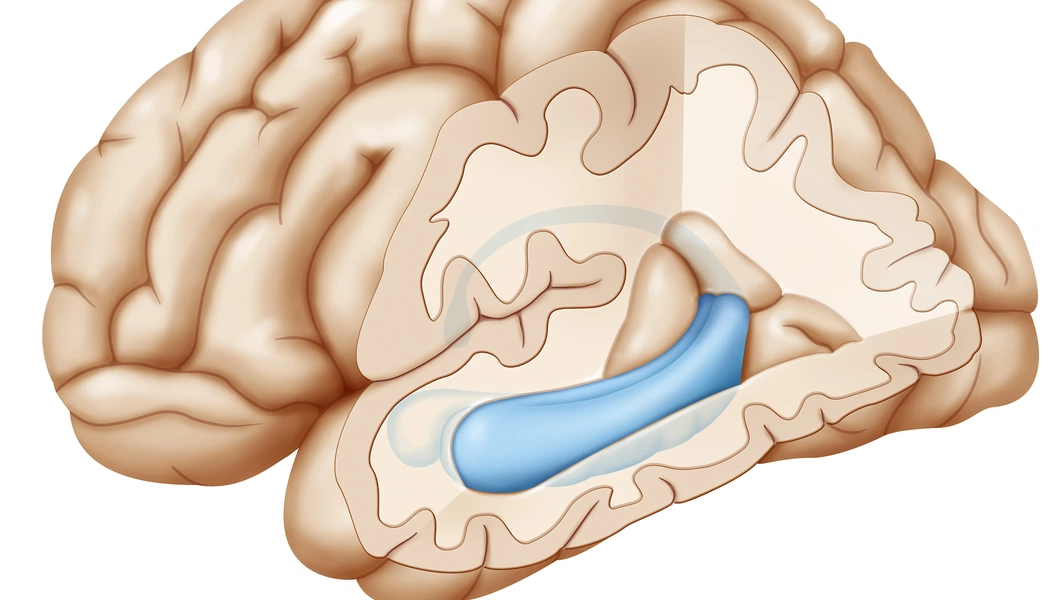 Amygdala circuits, anxiety, and targeted gene therapy