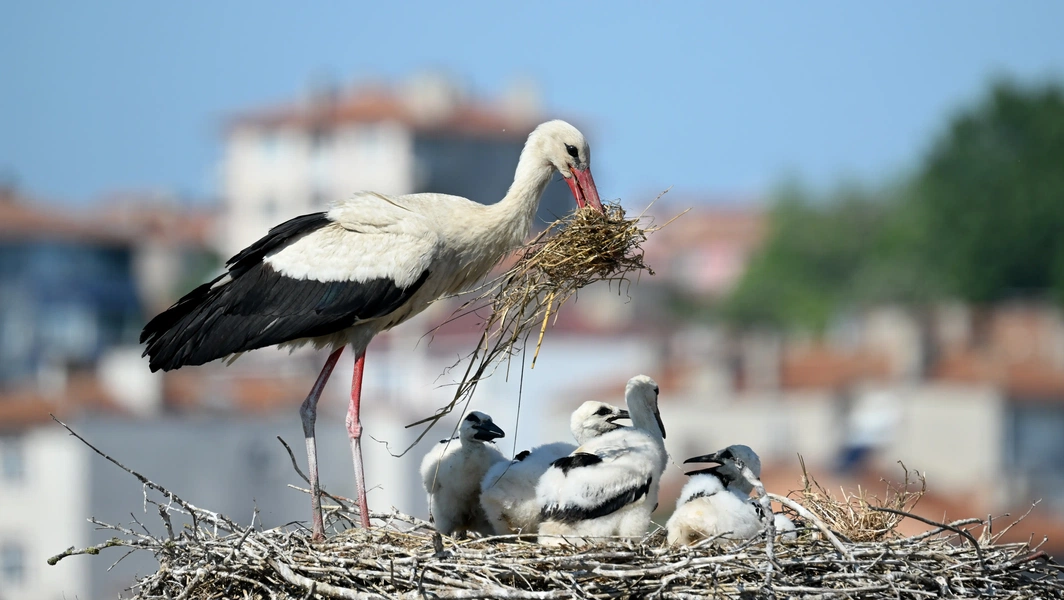 Safe and legal bird nest removal from gutters