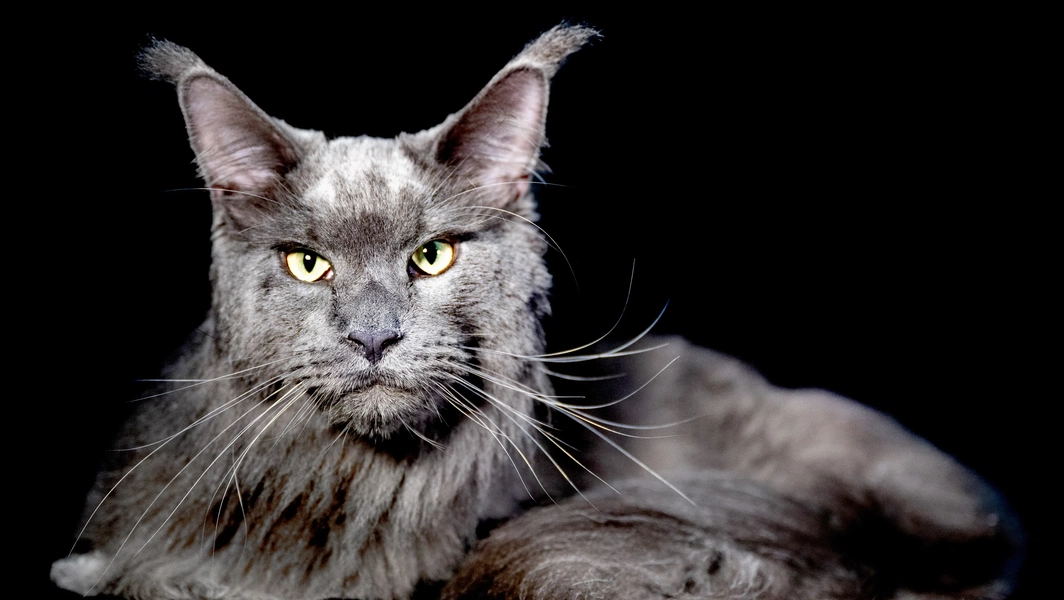 Gray Maine coons and the genetics of blue eyes