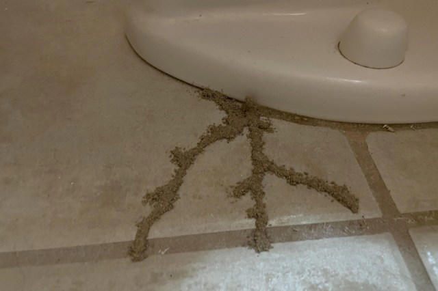 New Mexico homeowner finds grout-like piles around toilet and asks ...