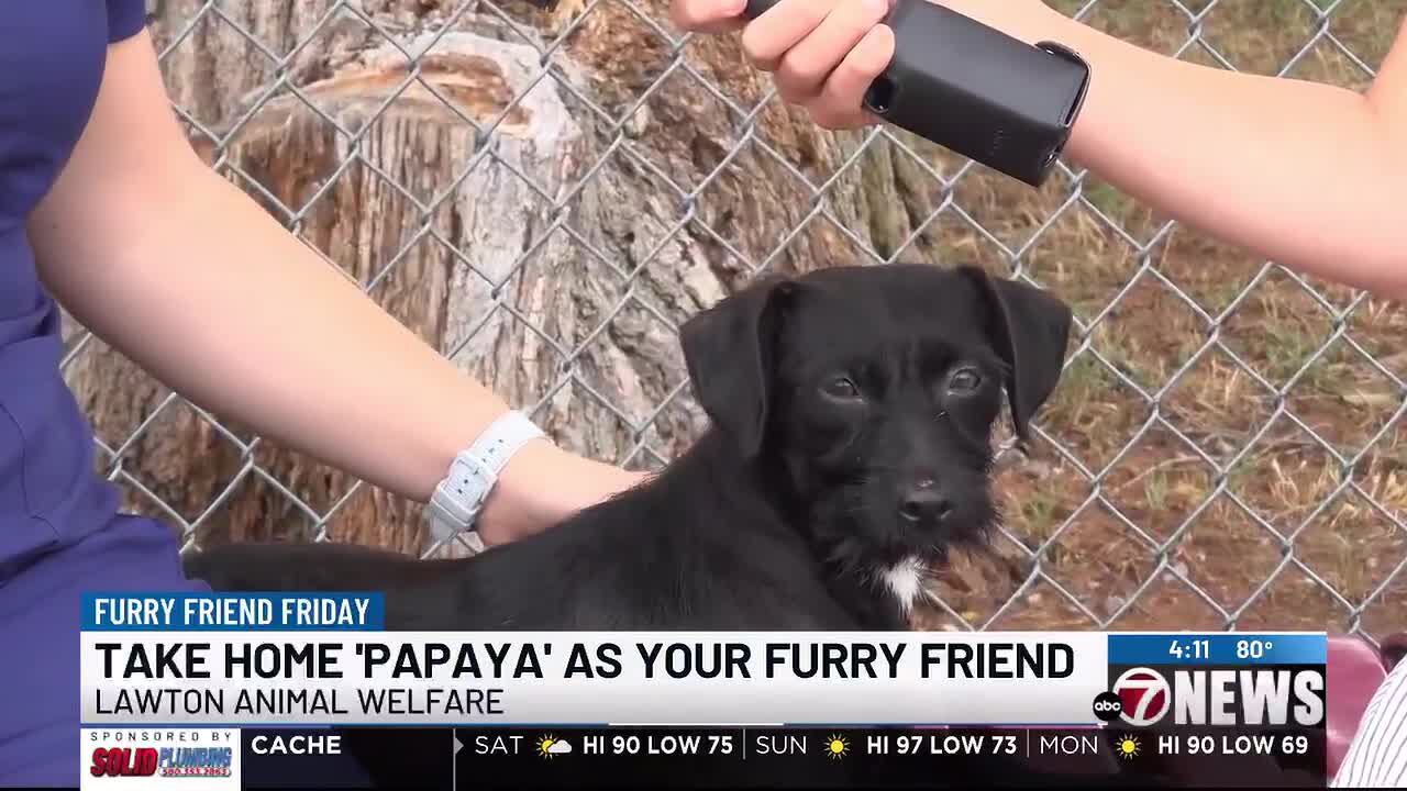 Furry Friend Friday: Meet 2-year-old terrier mix, Papaya