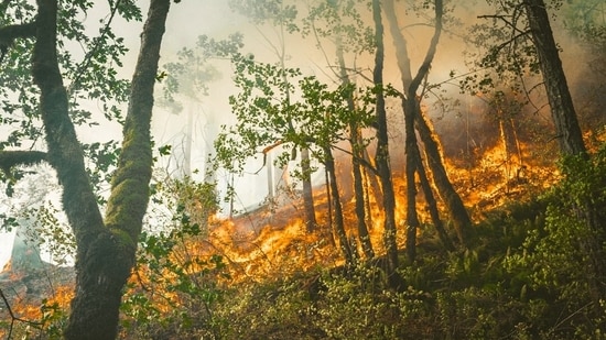 Sedona Pocket Fire update: Massive vegetation blaze in Arizona; check ...