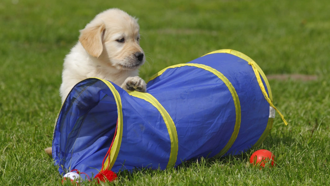 15 gentle and family-friendly dog breeds