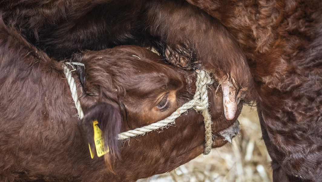5 heartwarming highland cow moments