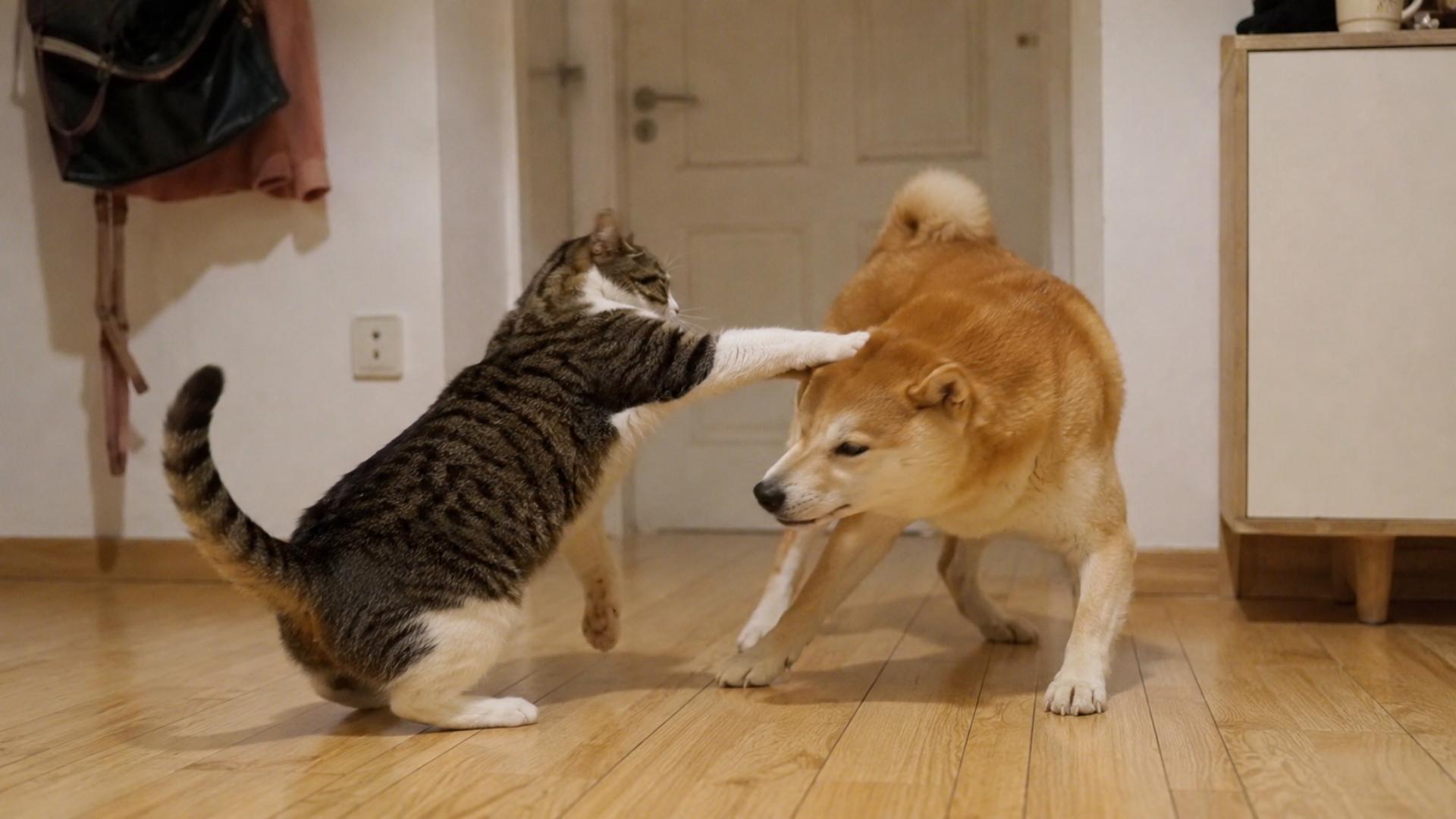 Cats vs. dogs the ultimate showdown (are dogs actually smarter)