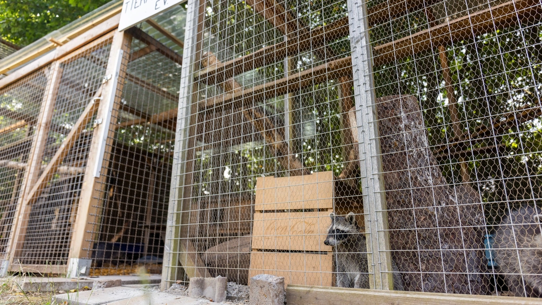 Challenges and care in raccoon rehabilitation