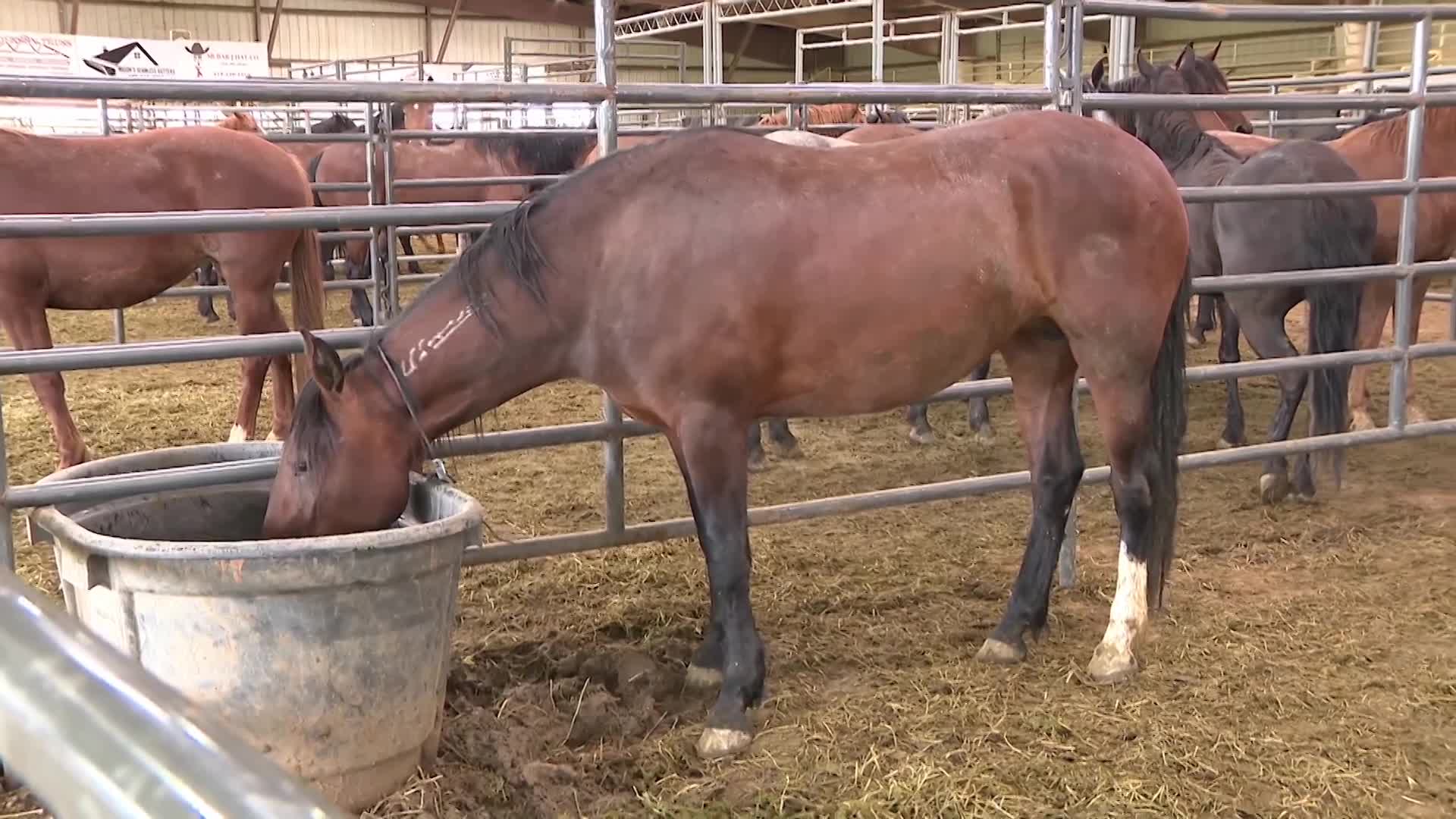 Unique program: BLM offers wild horses and burros for adoption