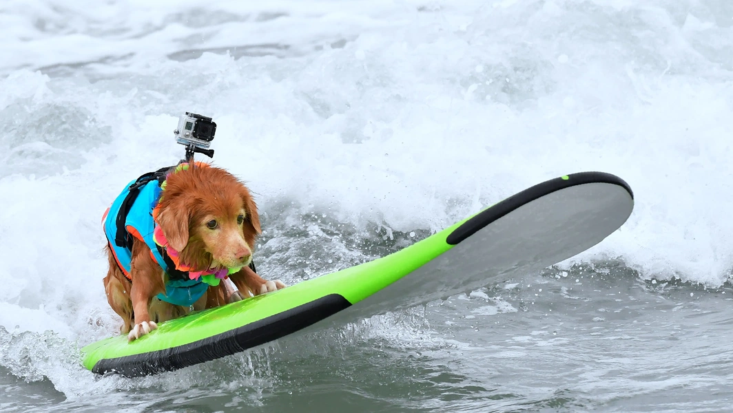 8 remarkable moments in dog surfing history