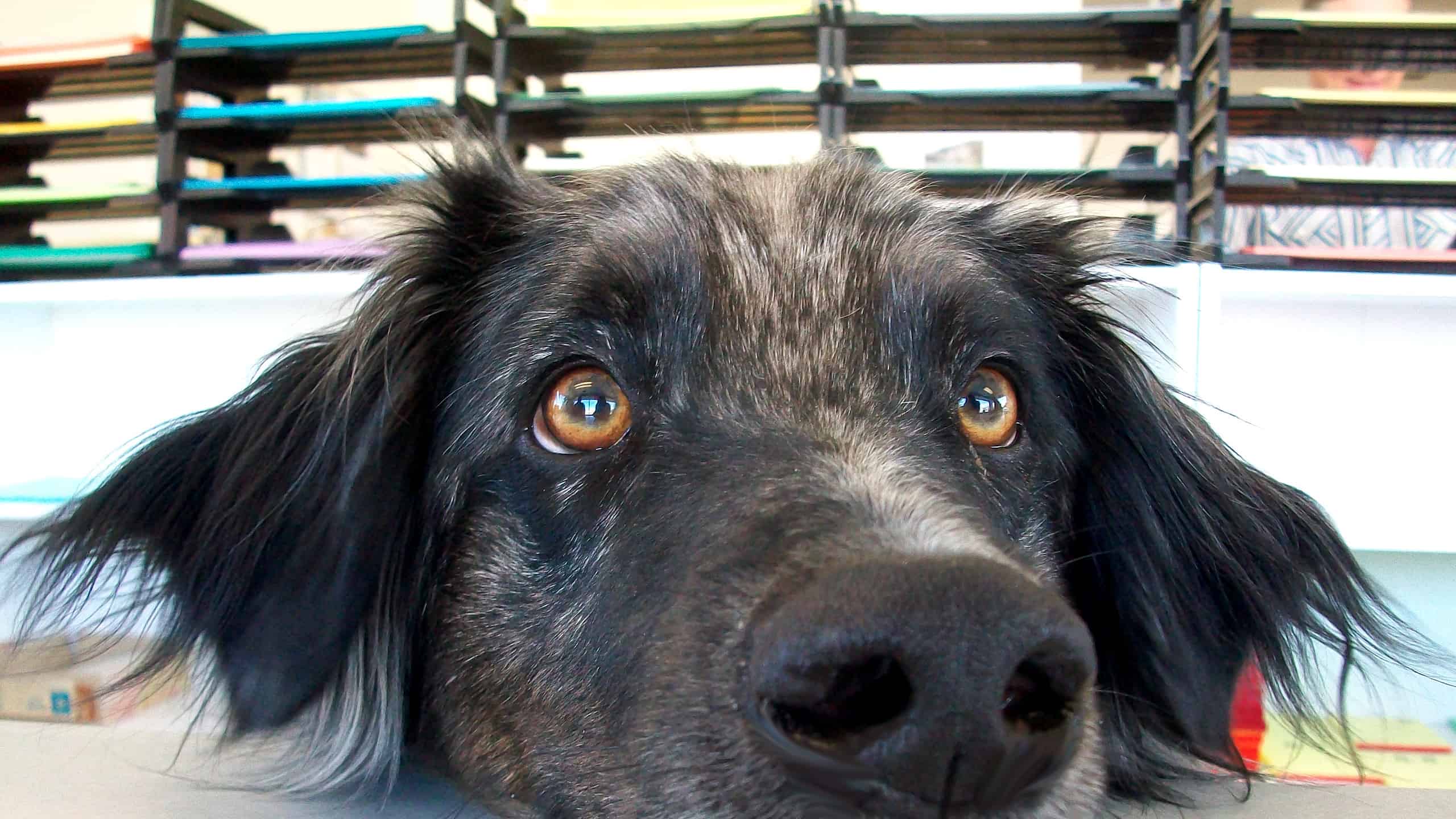 The dog breeds with the cutest puppy dog eyes