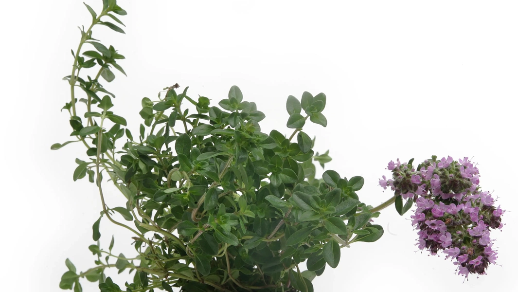 10 low-maintenance ground covers for weed control