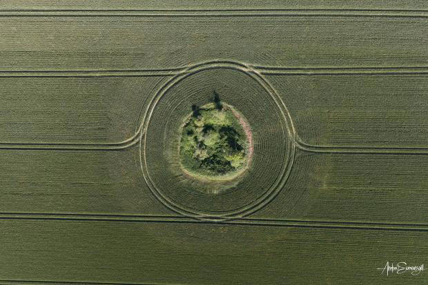 Striking aerial view of a lone copse of trees is our picture of the week