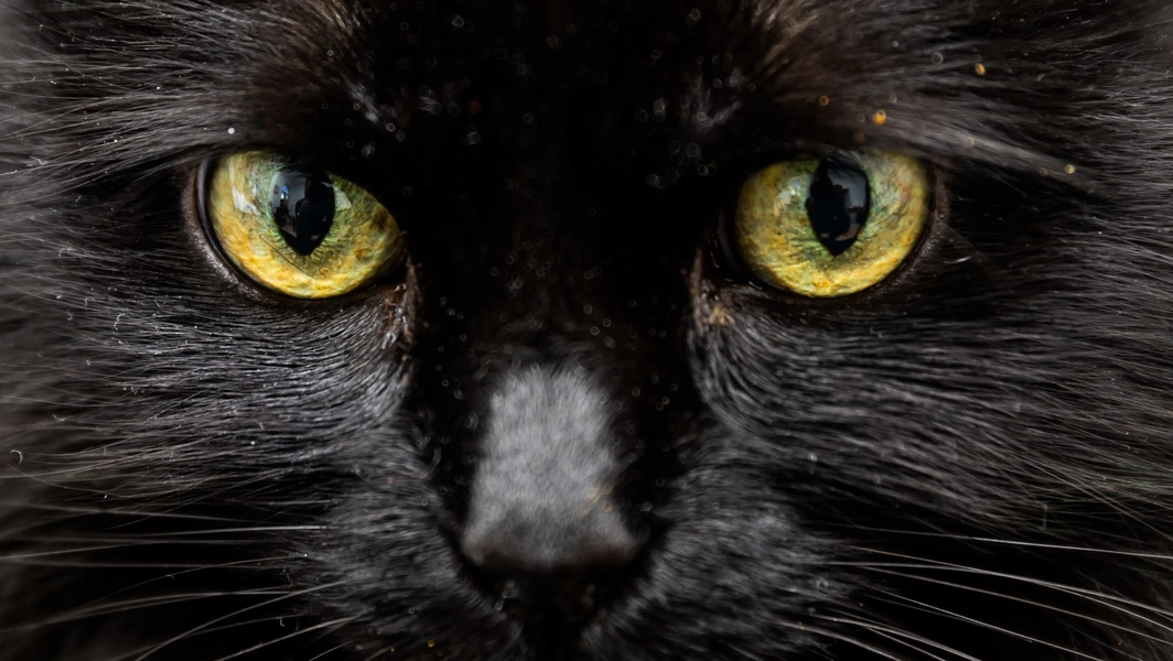 16 popular and unique names for black cats
