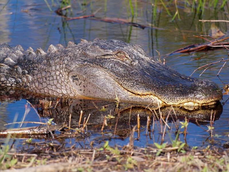 This 1,000-acre Oklahoma cypress swamp will make you feel like you’re ...