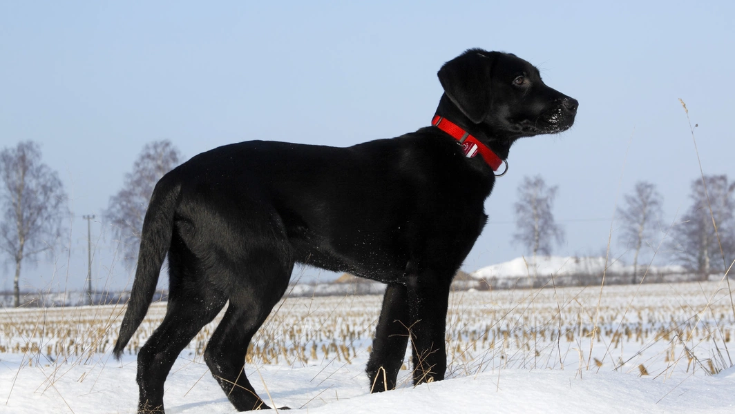 13 best black dog names for 2026