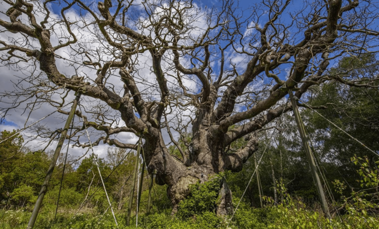 Ancient Robin Hood oak tree declared dead after 1,200 years in Sherwood ...