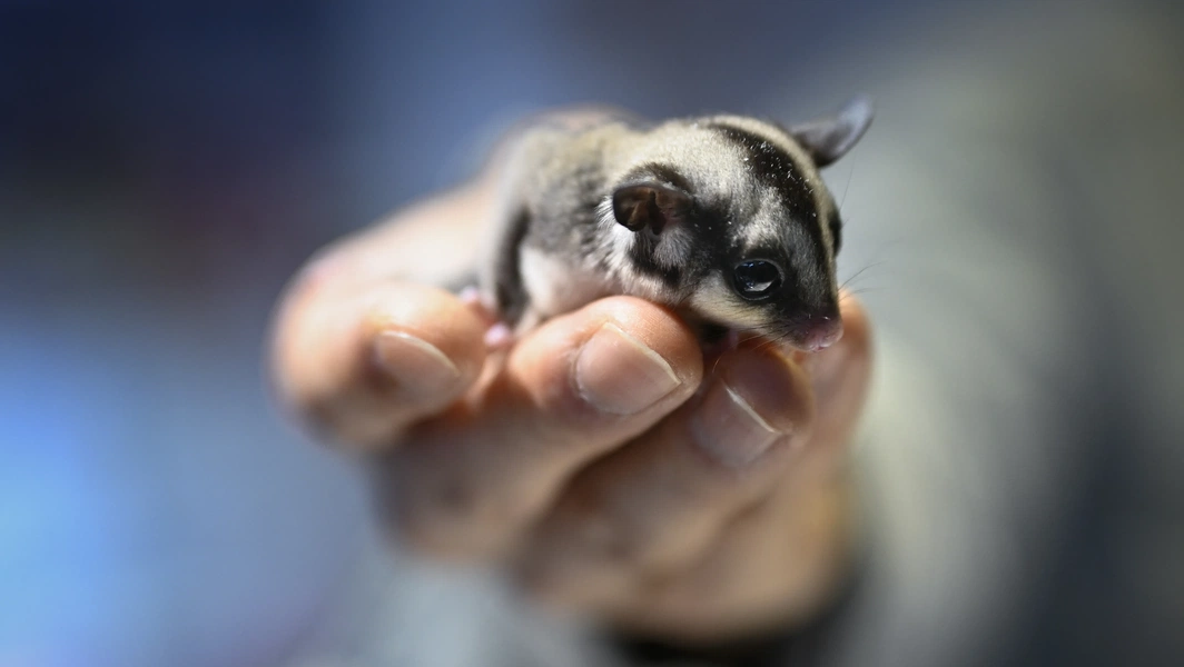 8 animals that form deep bonds with humans