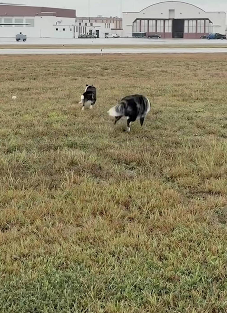These airport dogs run miles every day to keep planes and passengers safe