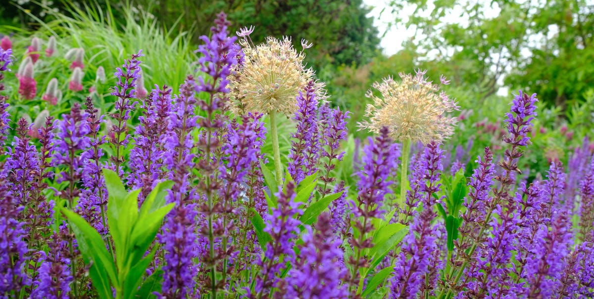 What to do with salvias after their first flush of flowers: 4 tricks ...