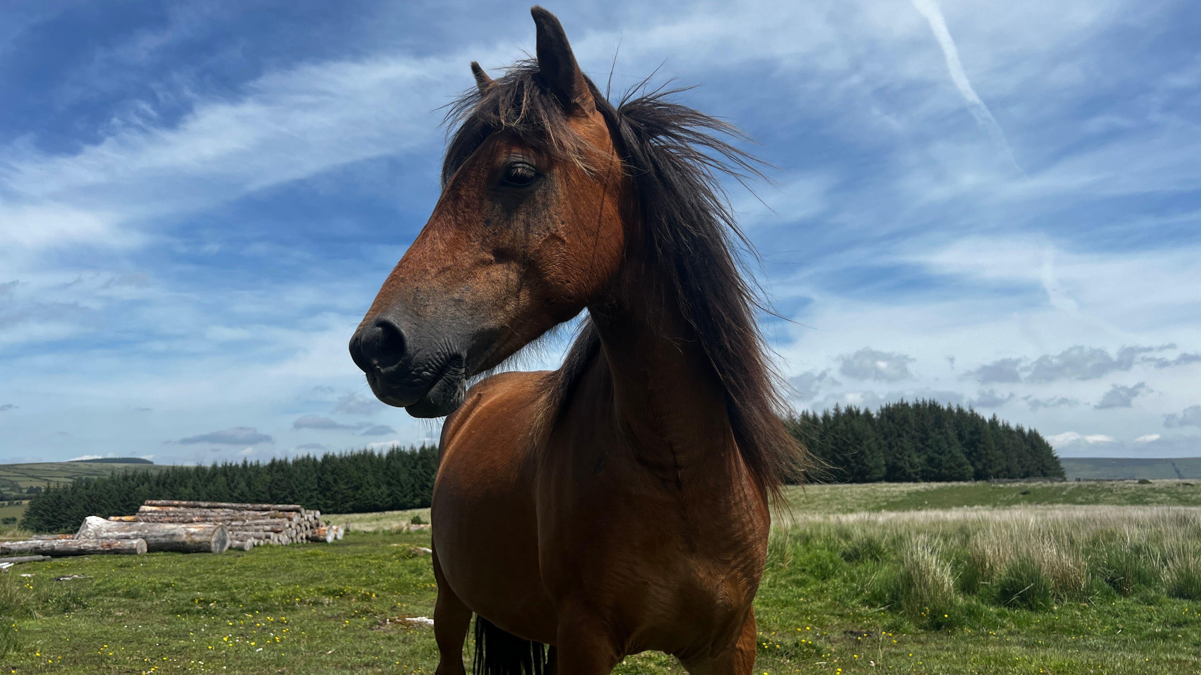 Are Dartmoor's beloved hill ponies under threat?