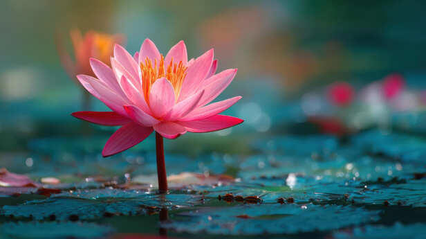Why every Hindu deity holds a lotus flower