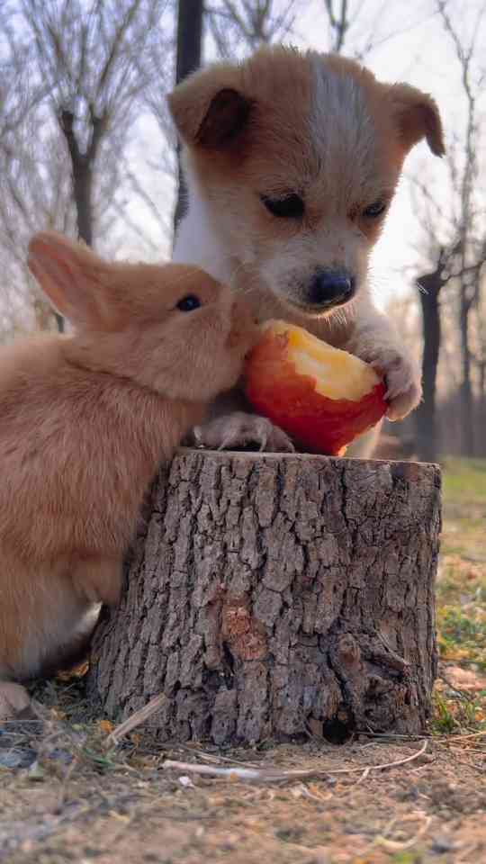 POV: Your puppy is sharing an apple with a rabbit but is throwing a ...