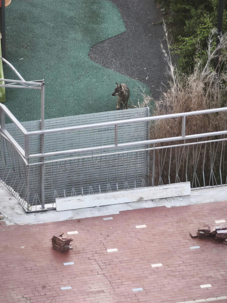 Anche il lupo va a scuola: "Nessuna emergenza"