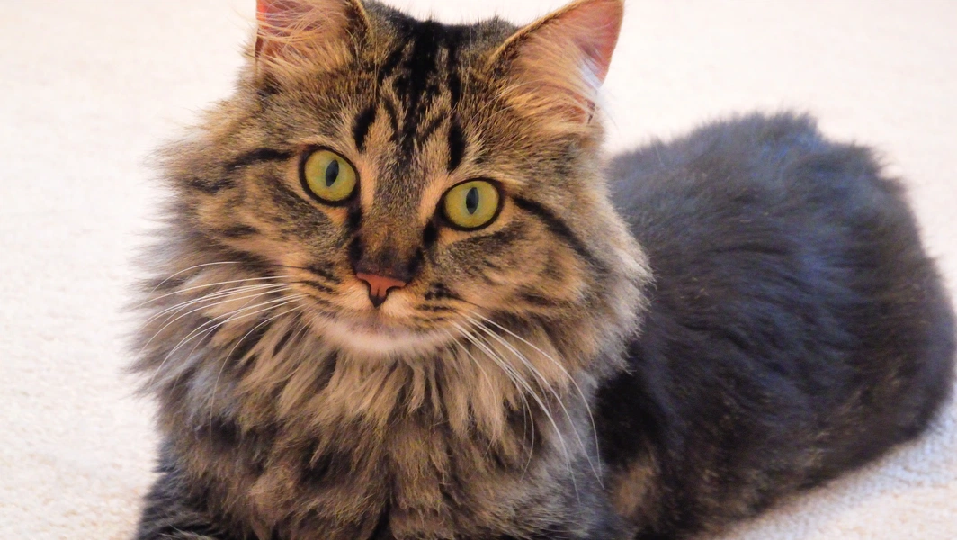 6 playful and unusual pet names