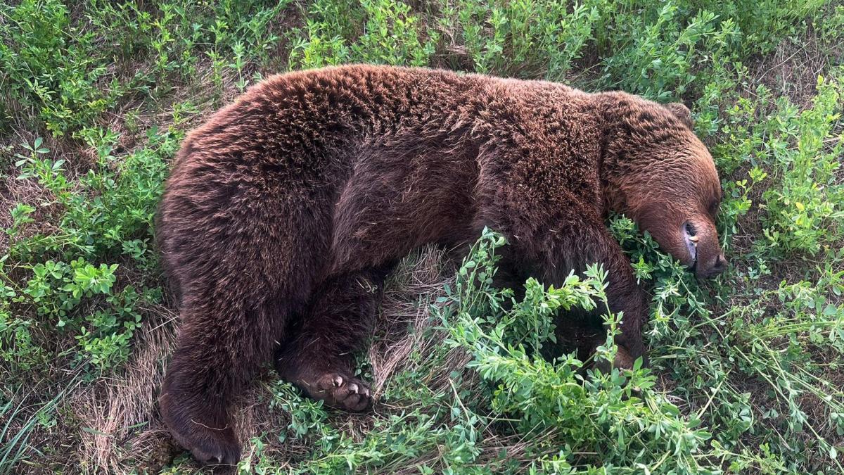 Muere un oso pardo atropellado por un vehículo en Ligüérzana (Palencia)