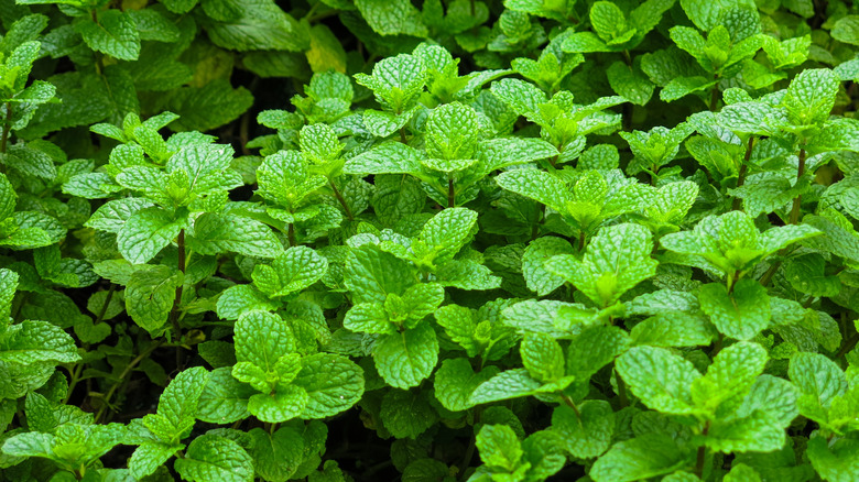 Why you should avoid planting mint in your garden
